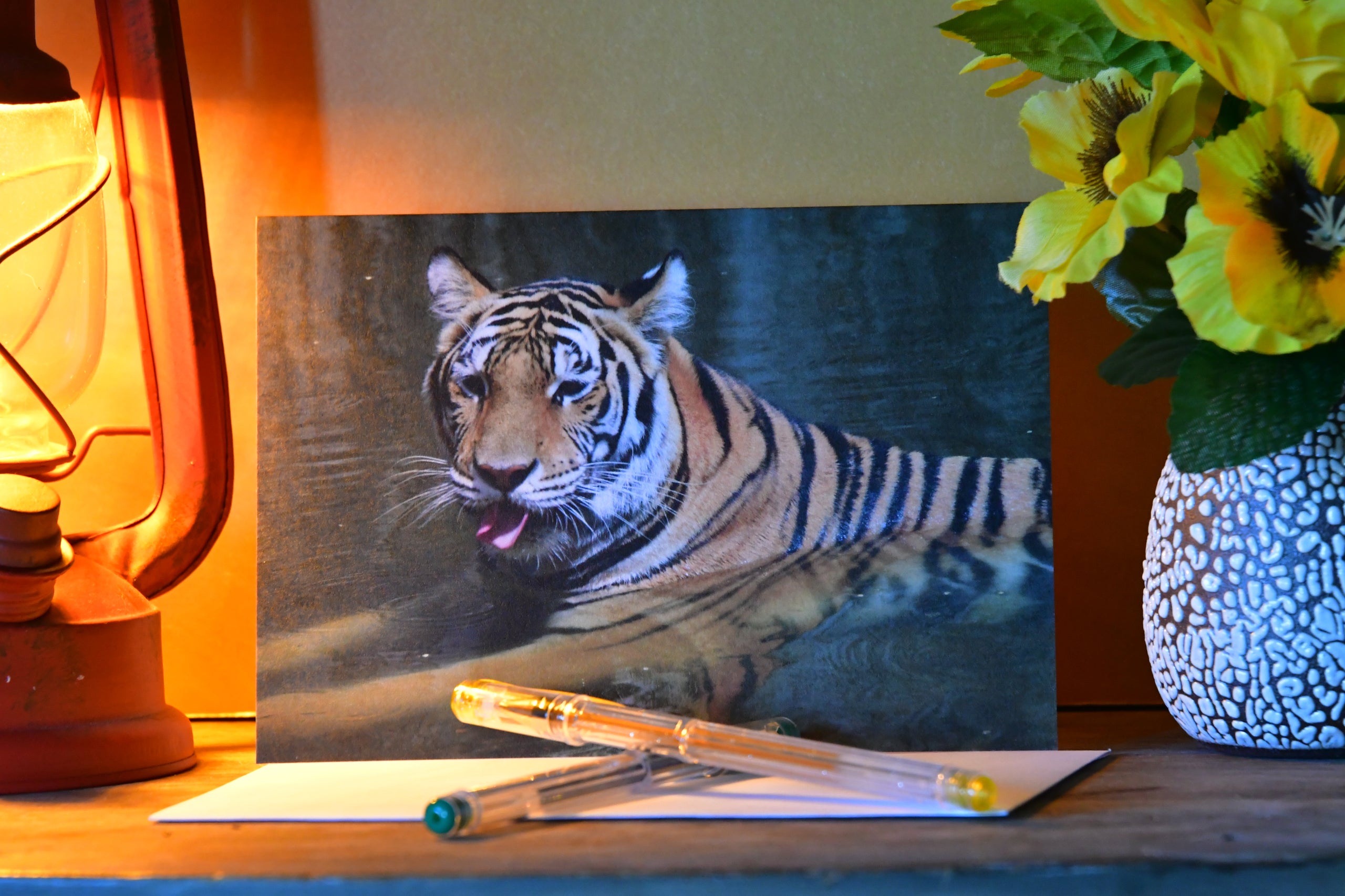 Tiger Cooling Off Greeting Card | Photography by Pamela